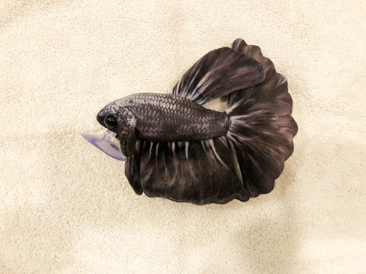 Grey Betta Fish