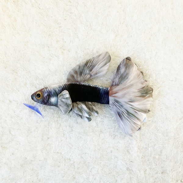 Fish Plush - Etsy
