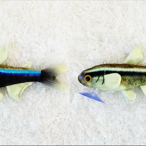 Black Neon Tetras Plushies Set by Greenpleco - Etsy
