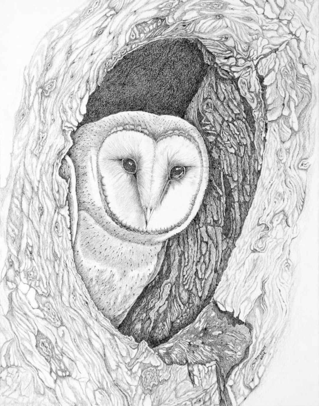 Barn Owl Pencil Drawing Giclee Prints - Etsy