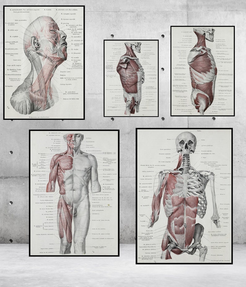 Vintage Anatomy Poster Head Muscle Skeleton Skull - Etsy Australia