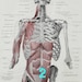 Vintage Anatomy Poster Head Muscle Skeleton Skull - Etsy