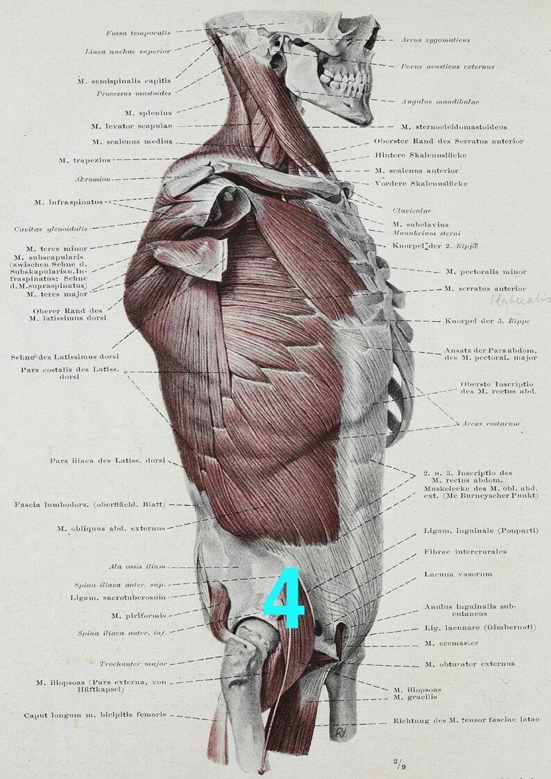 Vintage Anatomy Poster Head Muscle Skeleton Skull - Etsy Australia