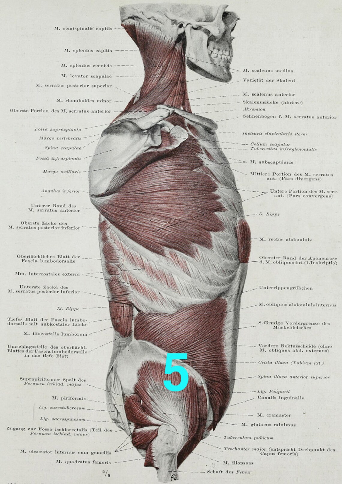 Vintage Anatomy Poster Head Muscle Skeleton Skull | Etsy