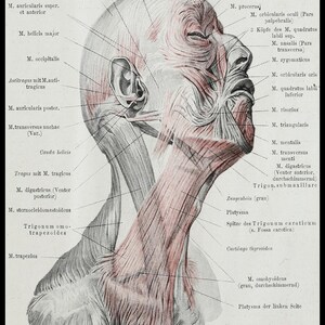 Vintage Anatomy Poster Head Muscle Skeleton Skull - Etsy