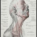Vintage Anatomy Poster Head Muscle Skeleton Skull - Etsy