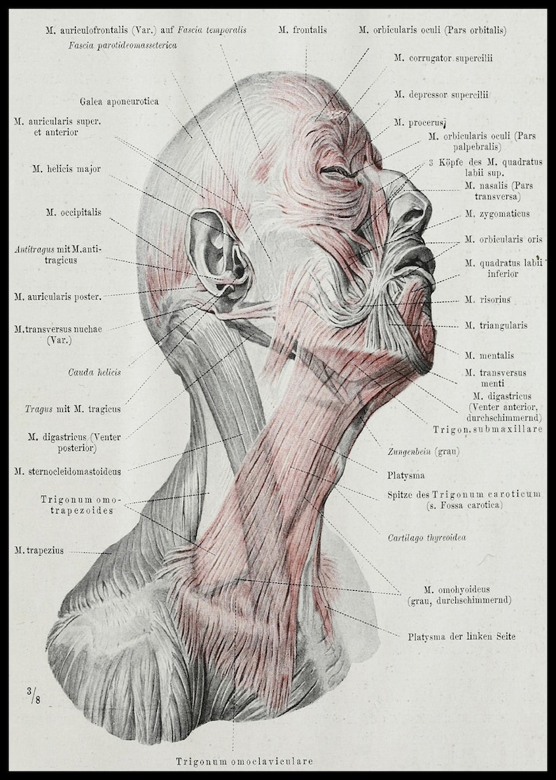 Vintage Anatomy Poster Head Muscle Skeleton Skull - Etsy Australia