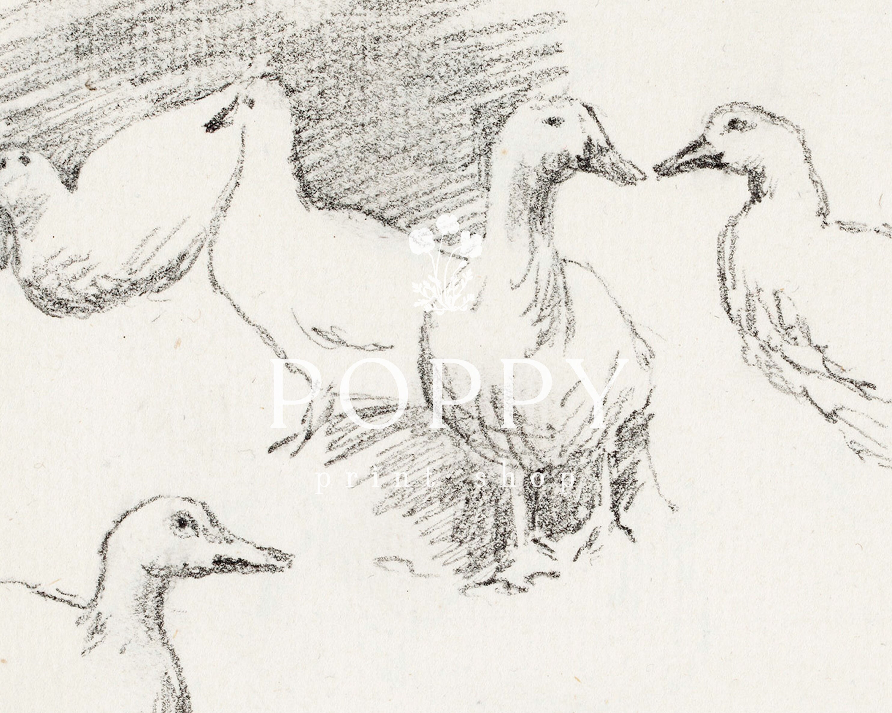 DUCKS Vintage Duck Sketch Ducks Drawing Nursery Art Vintage Art for ...