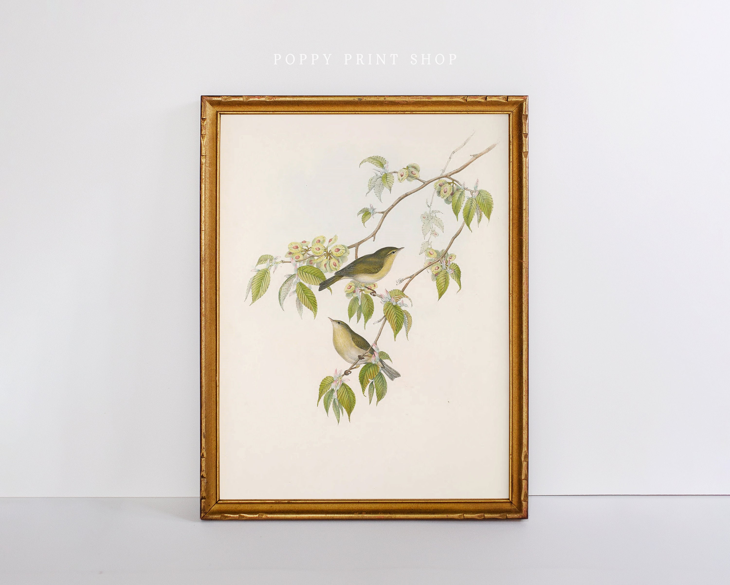 SPRING BIRDS | Vintage Bird Drawing | Minimalist Vintage Sketch ...