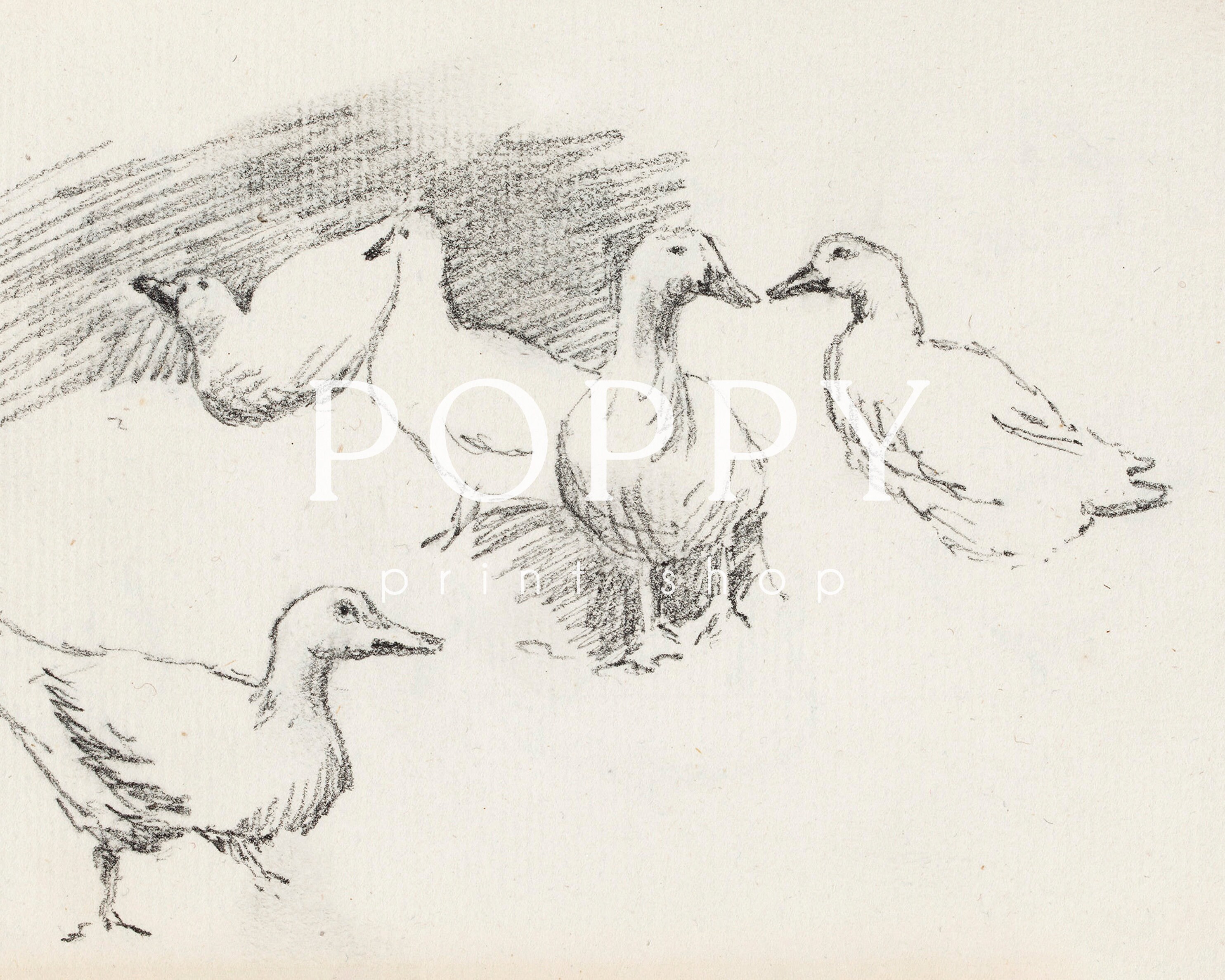 DUCKS Vintage Duck Sketch Ducks Drawing Nursery Art Vintage Art for ...