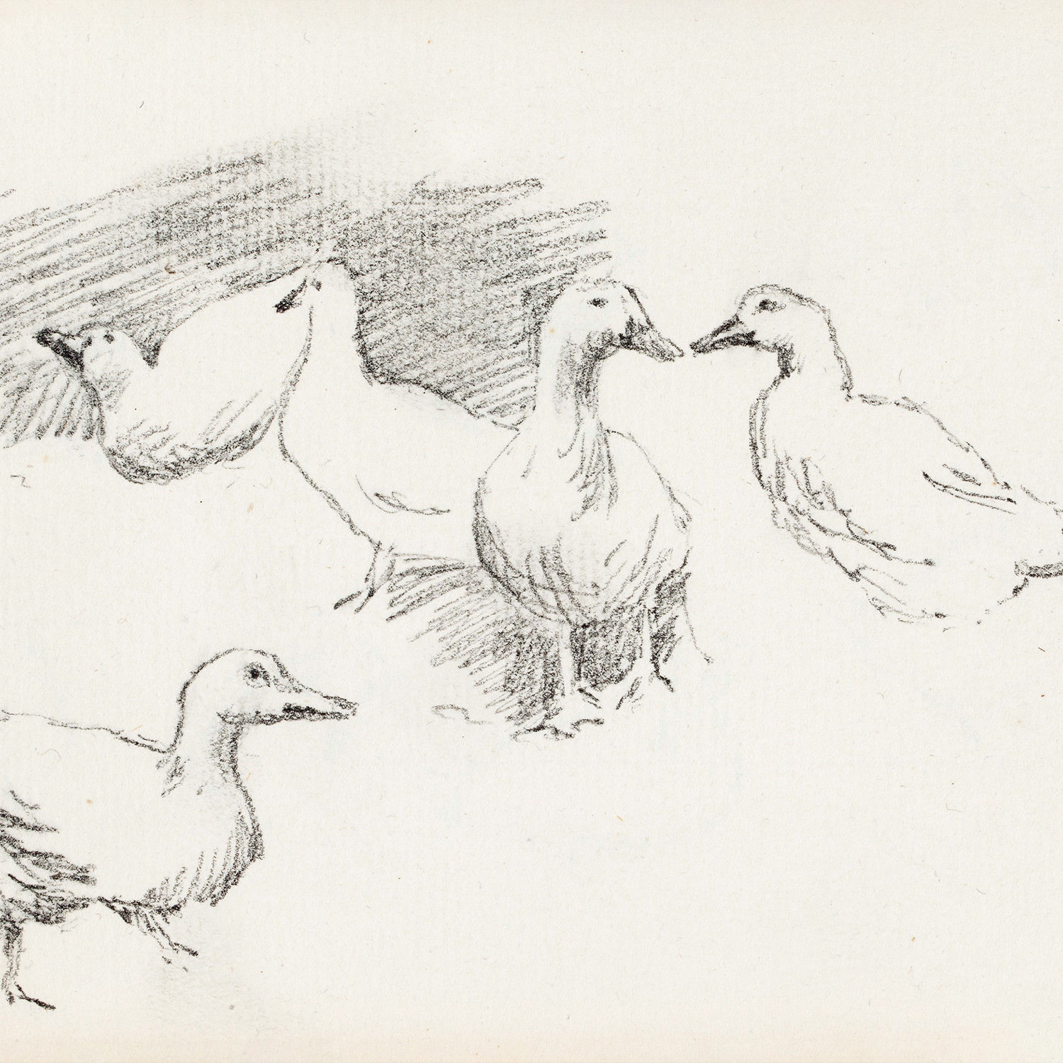 DUCKS Vintage Duck Sketch Ducks Drawing Nursery Art Vintage Art for ...