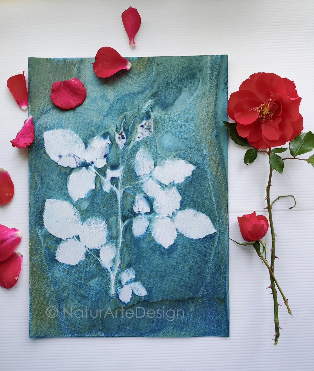 Original Cyanotype Print With Red Rose 21 Cm X 29 Cm - Etsy