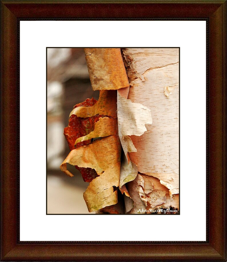 Birch Bark Photo-art Gift-fine Art Wall Decor-landscape Wall Art-nature ... Birch Bark Photo-art Gift-fine Art Wall Decor-landscape Wall Art-nature ...