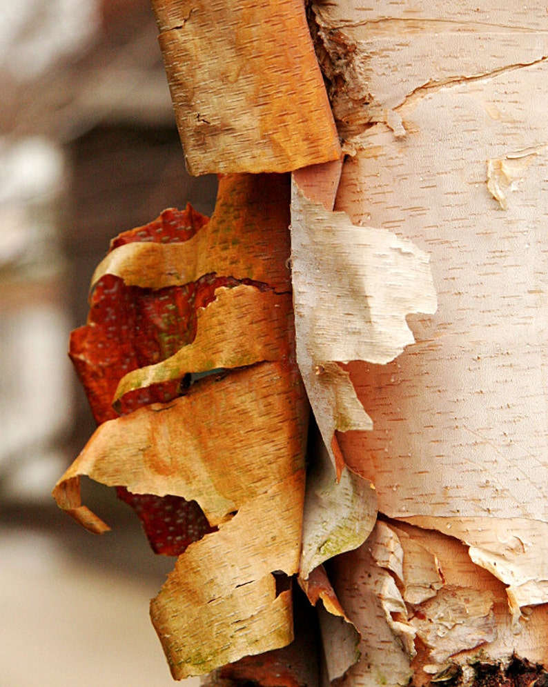 Birch Bark Photo-art Gift-fine Art Wall Decor-landscape Wall Art-nature ...