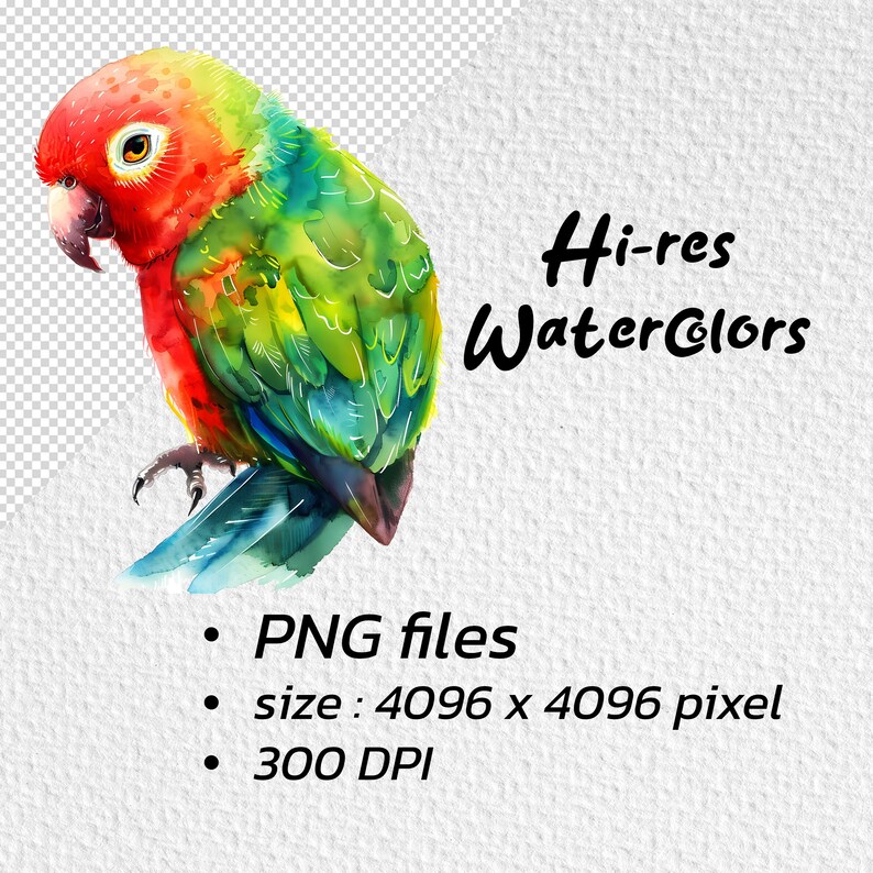 Watercolor Bird and Branch PNG Clipart Bundle.(transparent Background ...