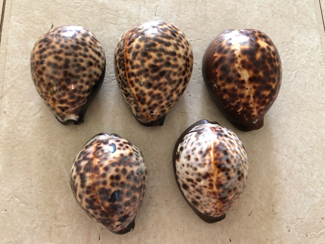 Painted and Drilled Hawaiian Tiger Cowrie Shell, Lot of 1 - Etsy