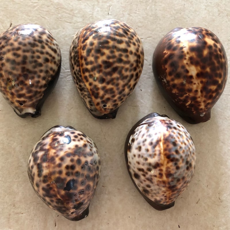 Cowrie - Etsy
