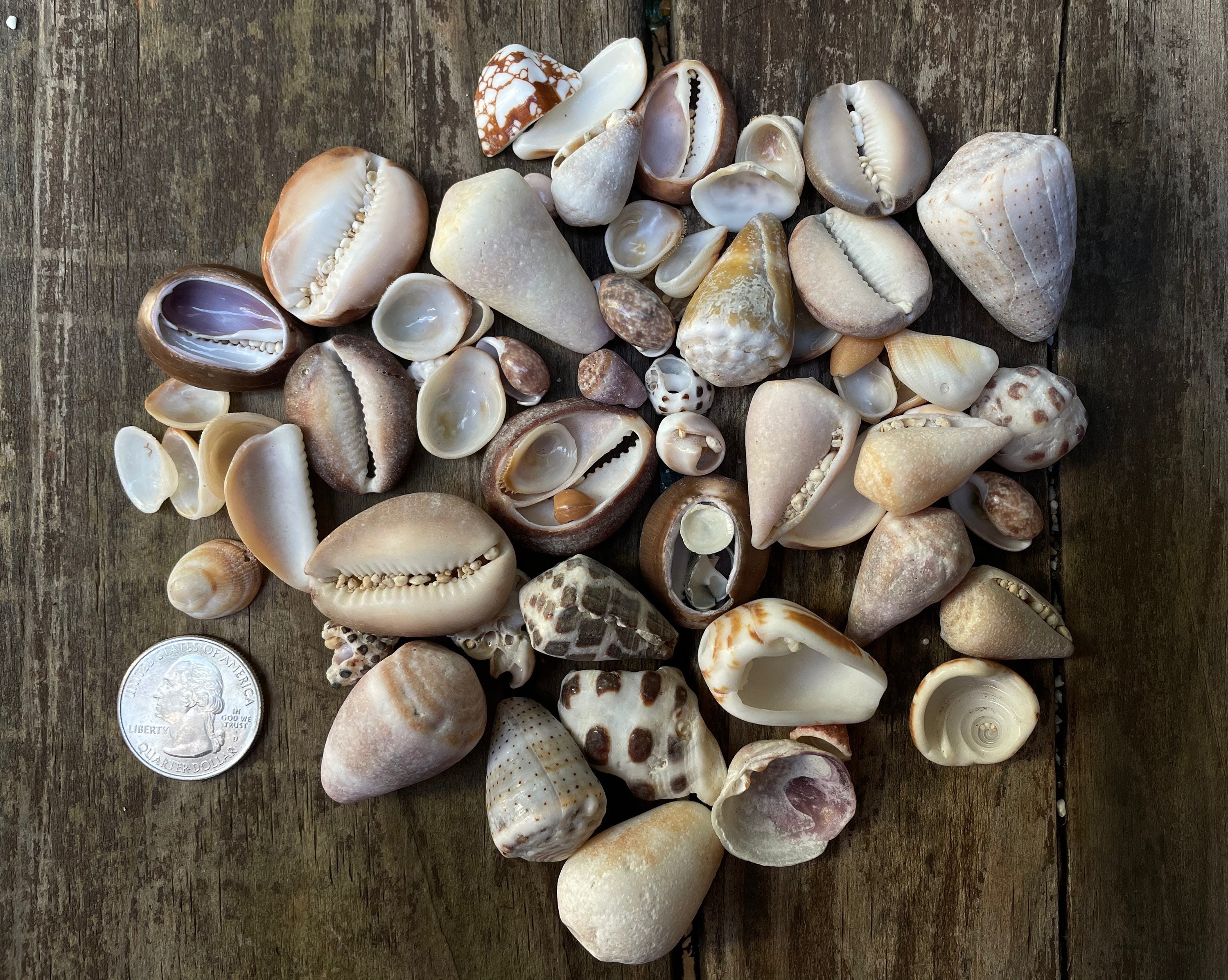 Hawaiian Seashells for sale | Only 3 left at -75%