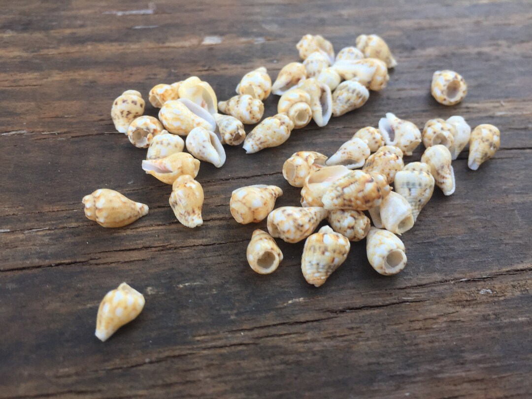 Drilled Seashell (tan), Lot of 10 - Etsy