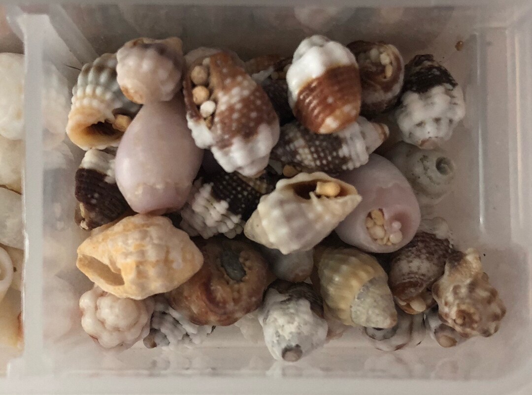 Tiny Baby Miter Shells, Lot of 5 Surf Tumbled - Etsy