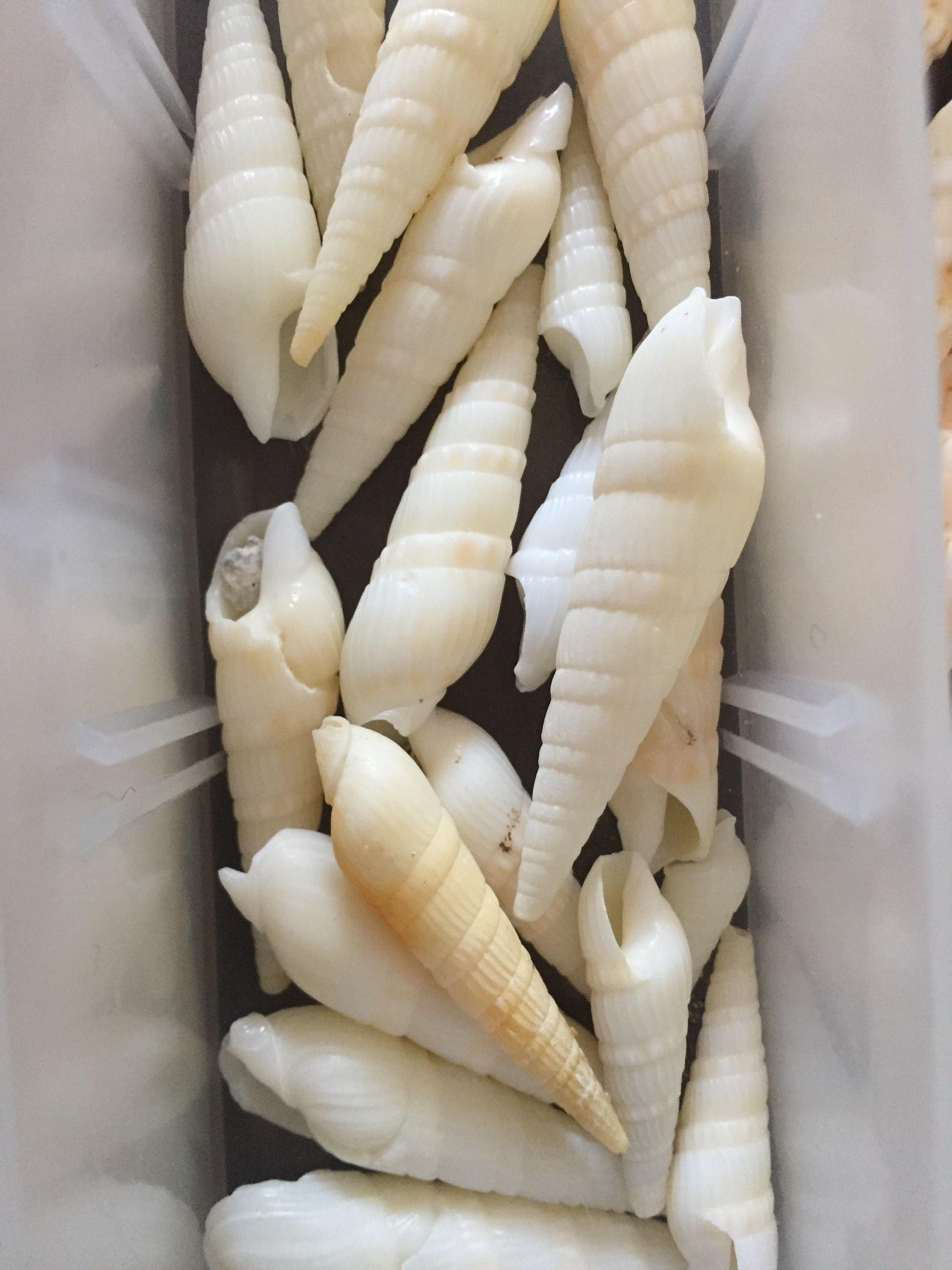 Auger Shells Lot of 2 Surf Tumbled - Etsy Sweden