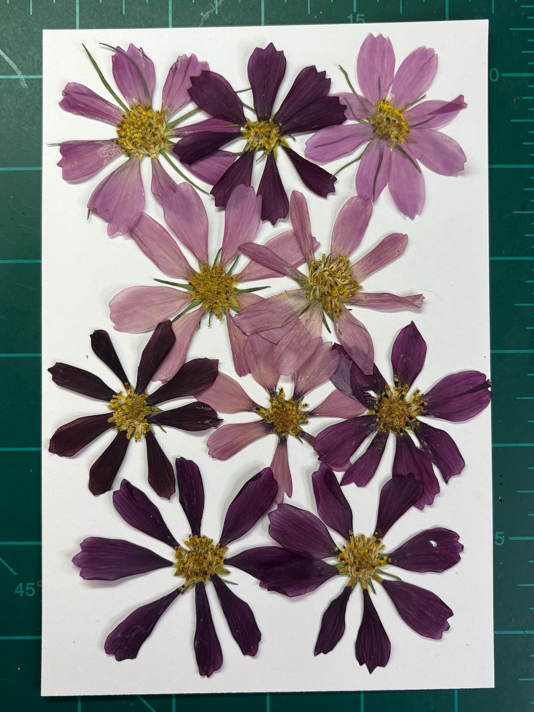 Pack of 10 Edible Pressed Cosmo Flowers for Crafting Baked Goods Decor ...