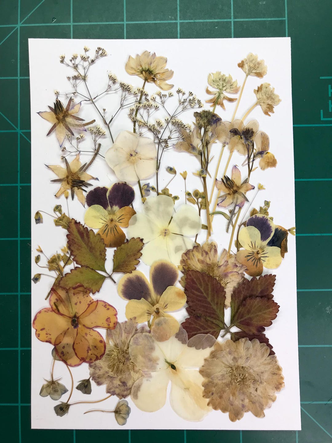 30 Edible Pressed Flowers for All Your Crafting Needs or for Cookies ...