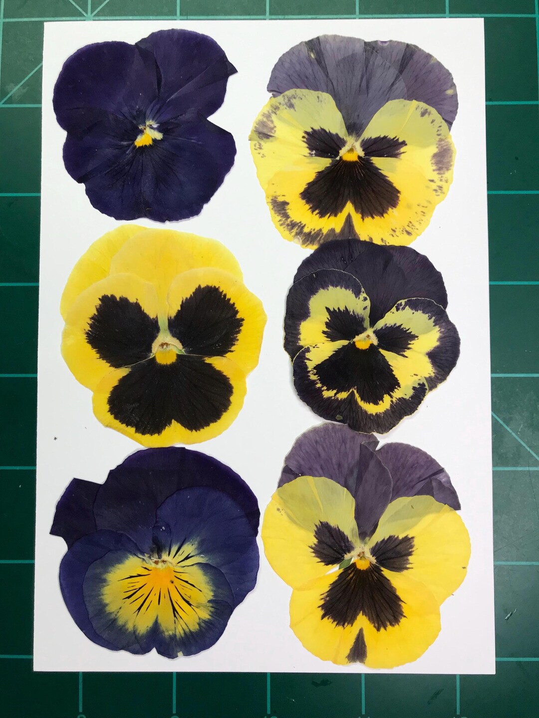 6 Pansies, Edible, Pressed, Beautiful, Bright and Over 2” Across! Use ...