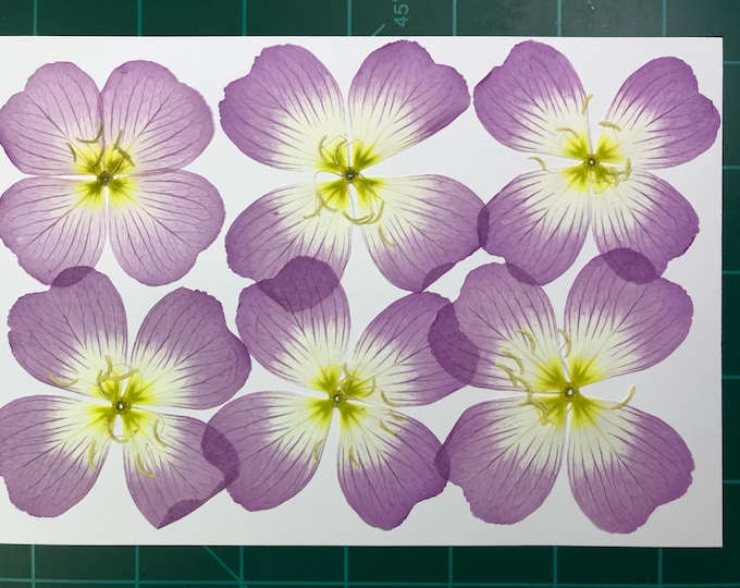 6 Edible Pink Evening Primrose Flowers, Pressed From My Garden. the ...