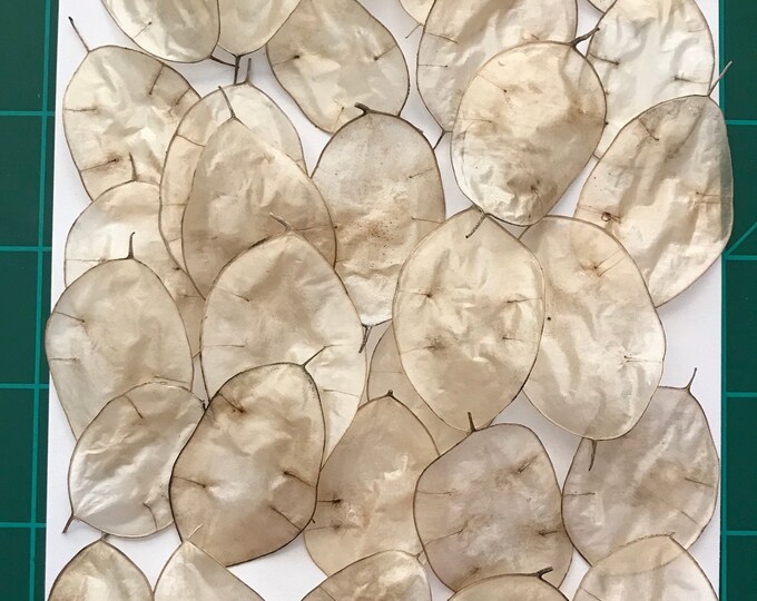 Pack of 30 “silver Dollars” From the Seed Pods of “honesty/lunaria ...