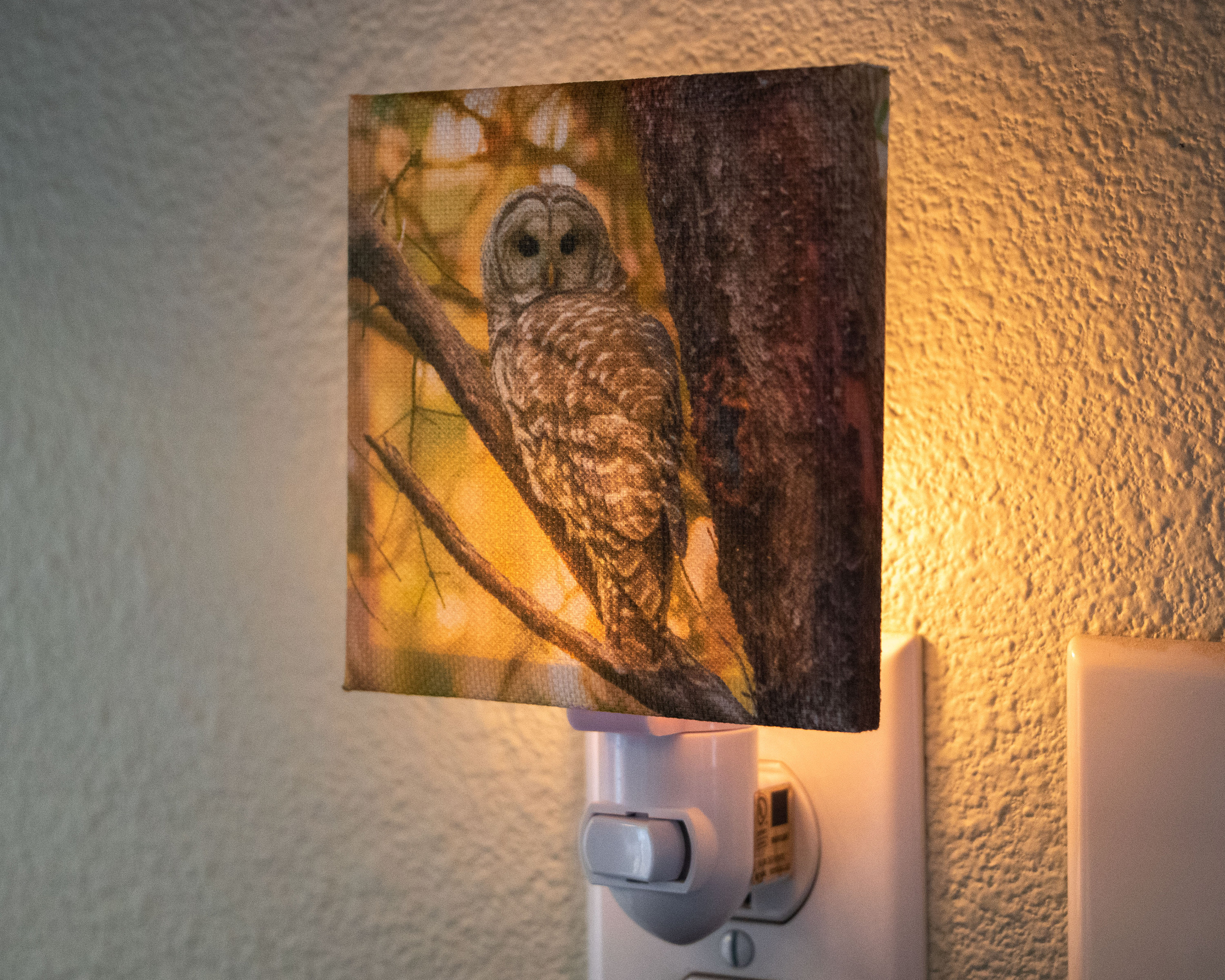Canvas Owl Night Light, Owl Gift, Plug in Night Light, Barred Owl ...
