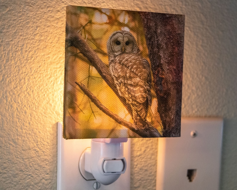 Canvas Owl Night Light, Owl Gift, Plug in Night Light, Barred Owl ...