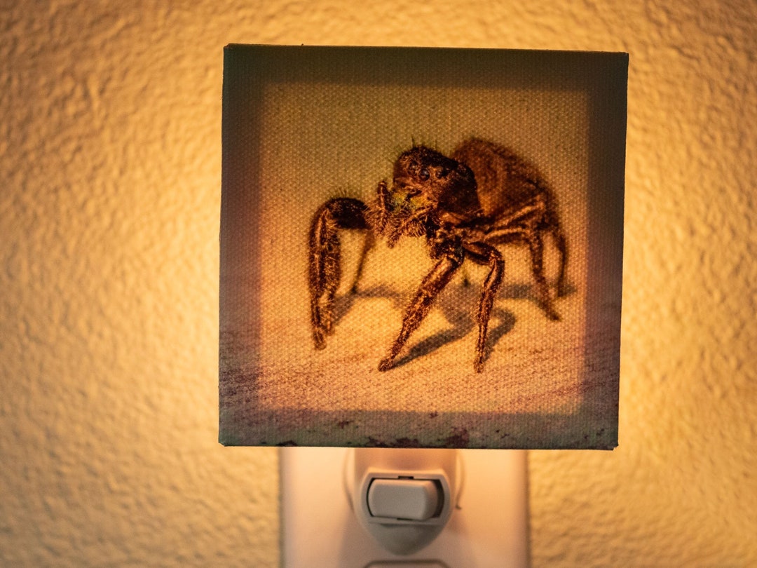 Jumping Spider Plug in Night Light, Wall Art Canvas Print, Unique ...