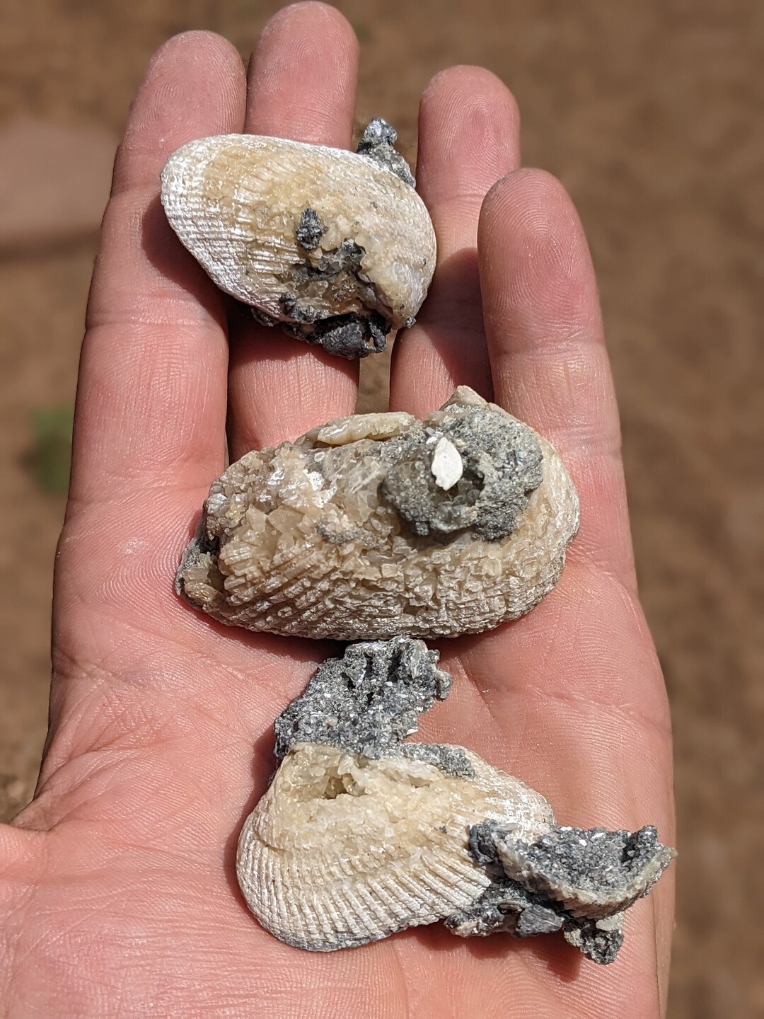 3 PC Calcite Crystal Fossil Clam Shell Florida - Etsy