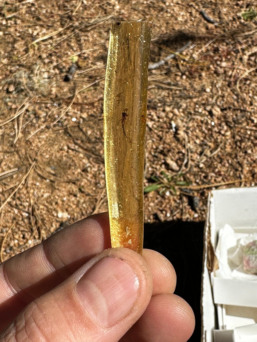 Young Amber / Copal 5-10 Million Year Old Fossil Tree Sap With , Well ...