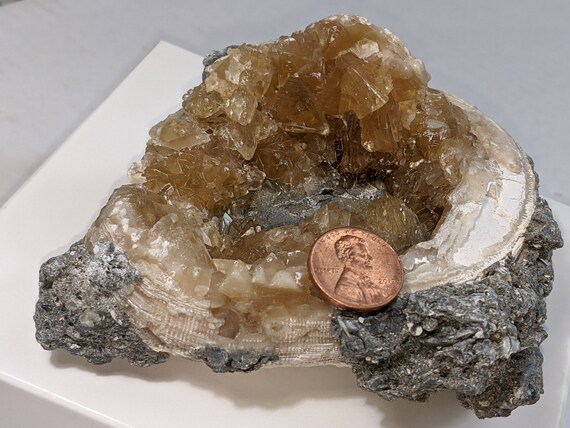 Calcite Crystal Fossil Clam Shell Florida - Etsy