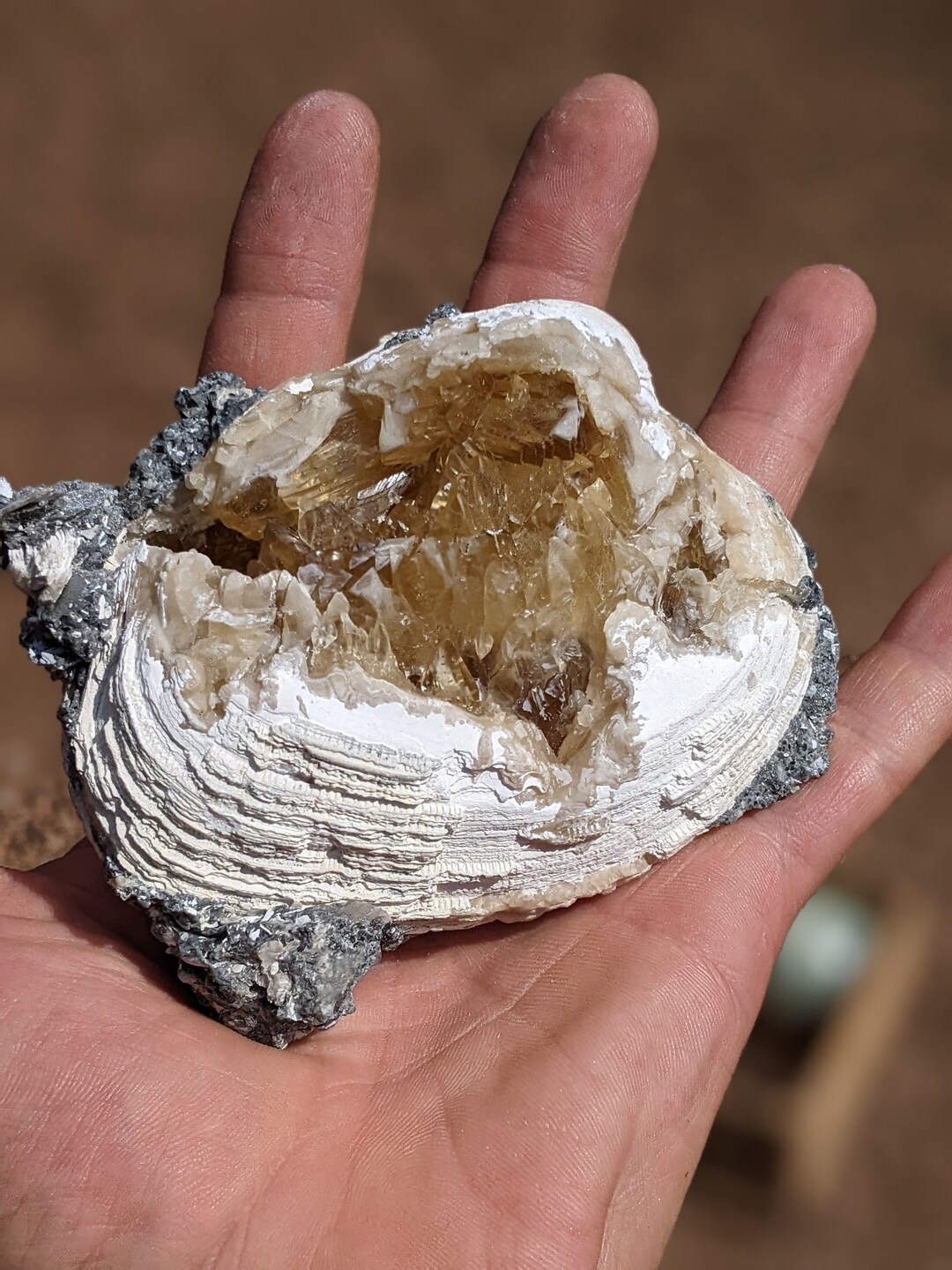 Calcite Crystal Fossil Clam Shell Florida - Etsy