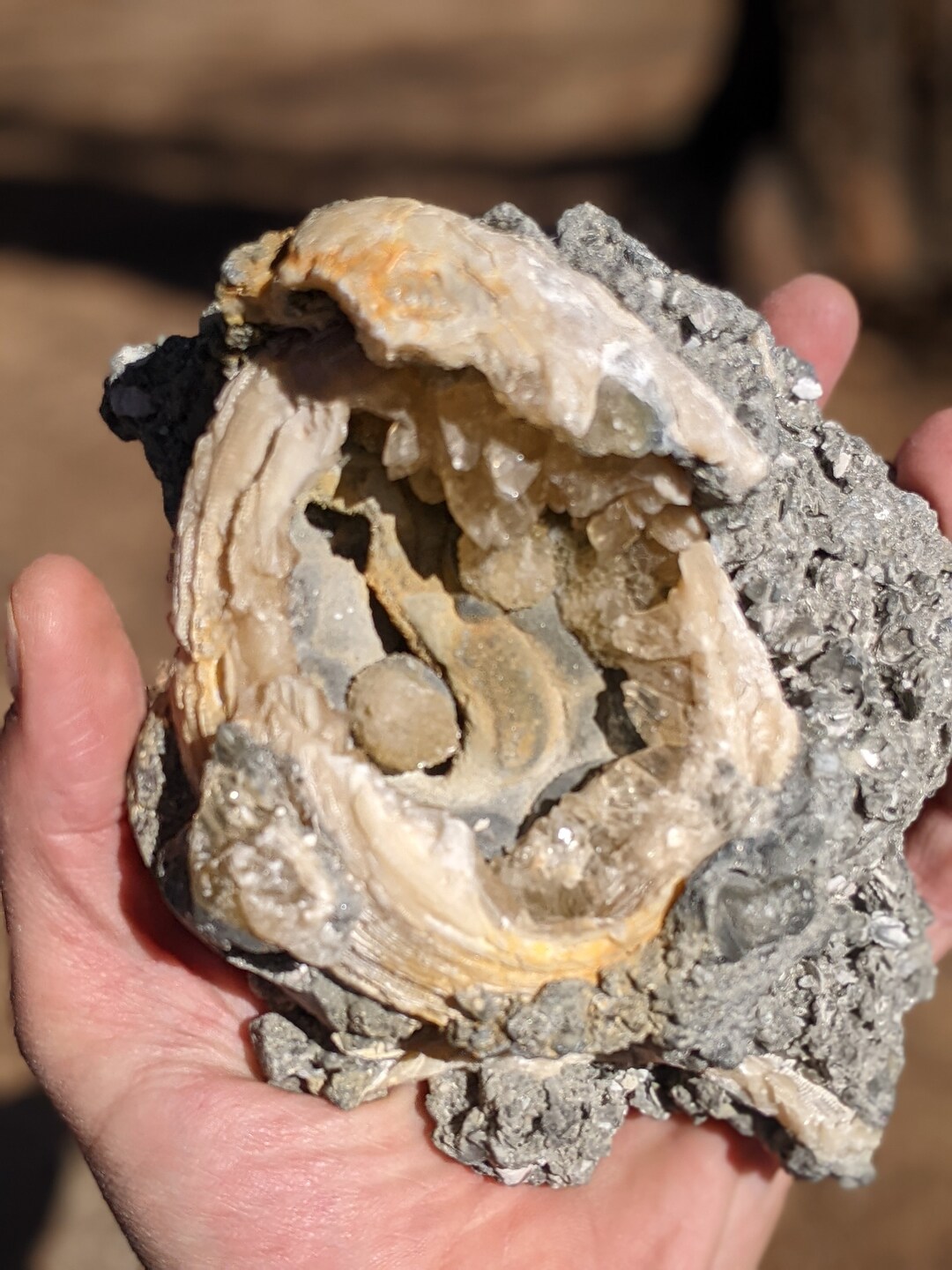 Calcite Crystal Fossil Clam Shell Florida - Etsy