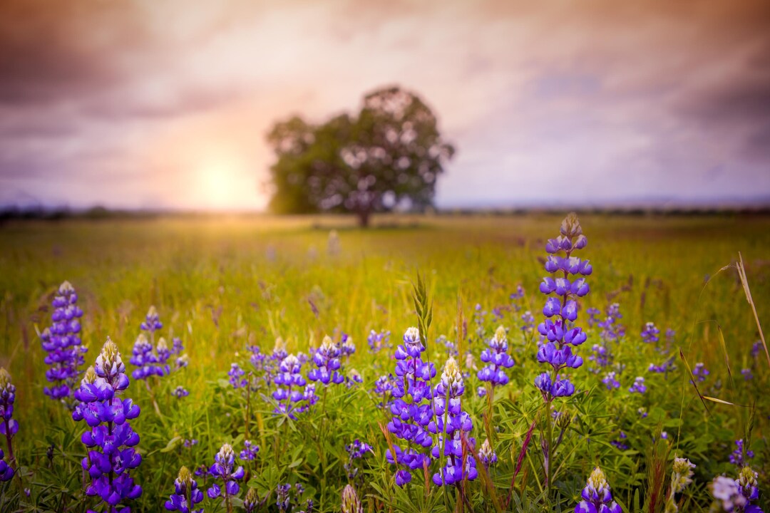 A Long Oak Tree in a Meadow With Wildflowers Lupine at Sunset Photo Oak ...