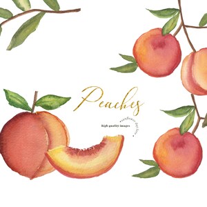 Greenery Peaches Watercolor Clipart, Summer Peaches Clipart, Peach ...