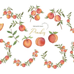 Greenery Peaches Watercolor Clipart, Summer Peaches Clipart, Peach ...