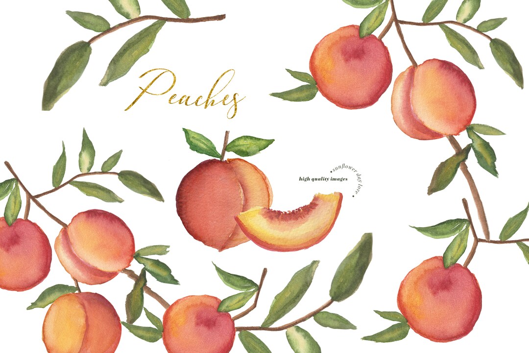 Greenery Peaches Watercolor Clipart, Summer Peaches Clipart, Peach ...