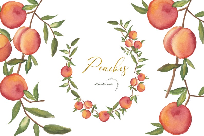 Greenery Peaches Watercolor Clipart Summer Peaches Clipart - Etsy