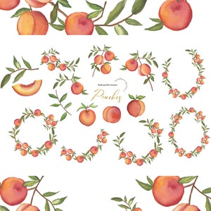 Greenery Peaches Watercolor Clipart, Summer Peaches Clipart, Peach ...