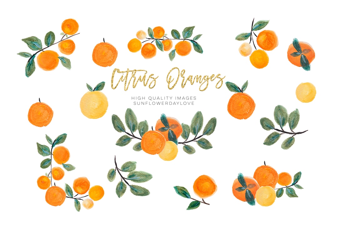 Orange Clip Art, Oranges Clipart, Fruits Floral Border, Modern Fruit ...