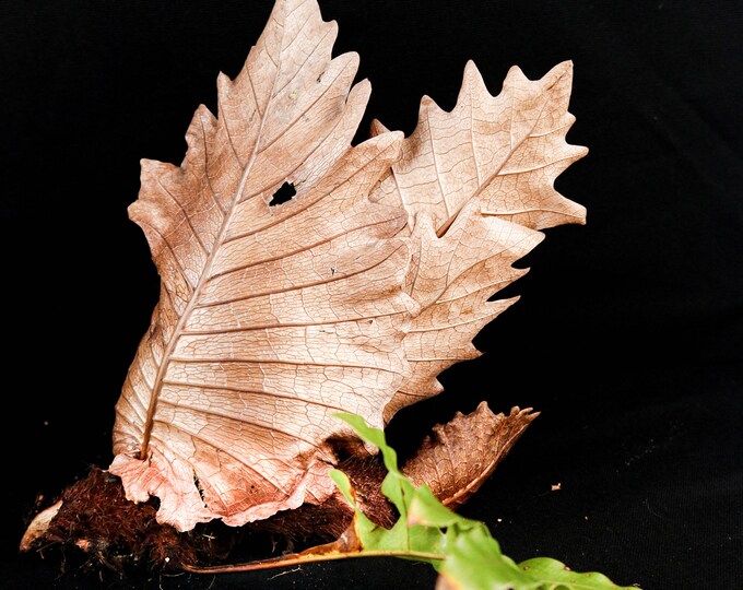 Drynaria Quercifolia , Polypodiaceae , シダ , Oakleaf Fern, Basket Fern ...