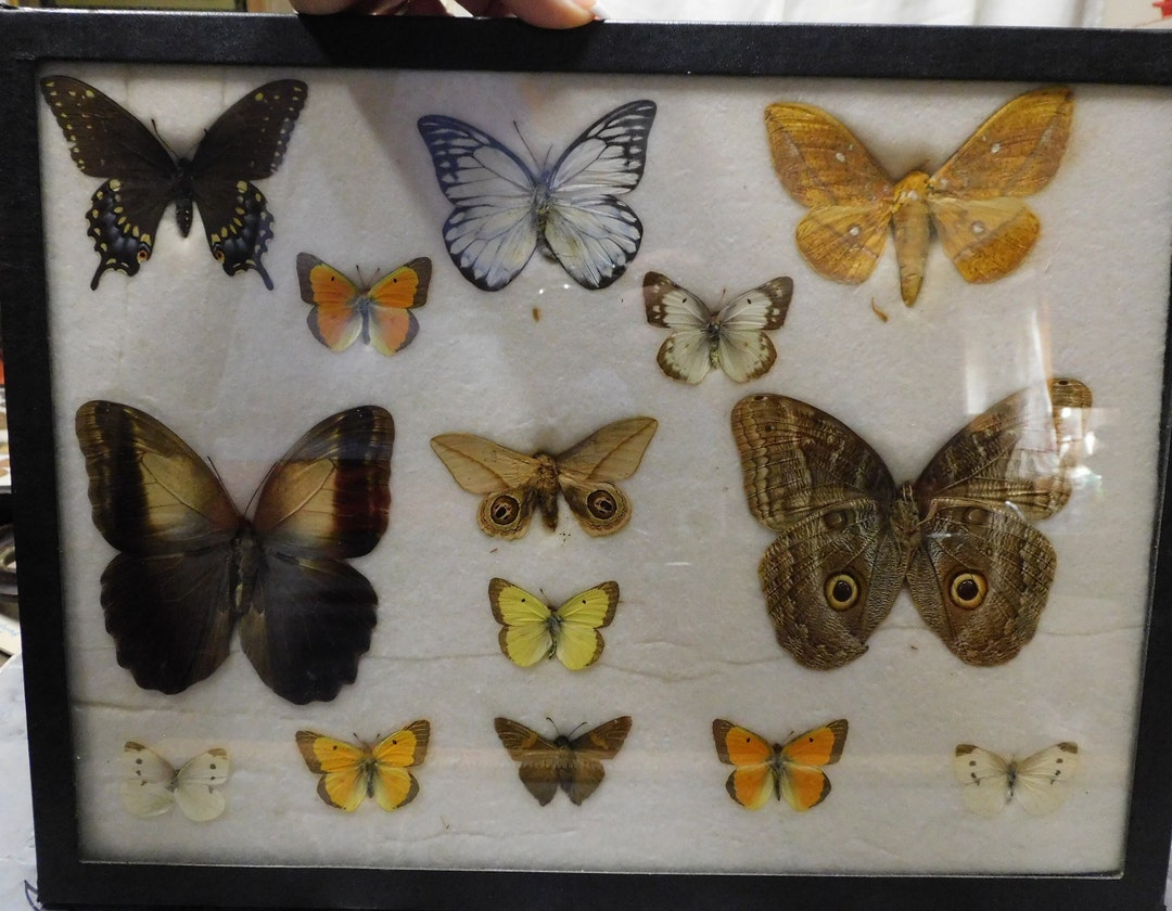 Vintage Preserved Butterflies & Moth Education Material - Etsy