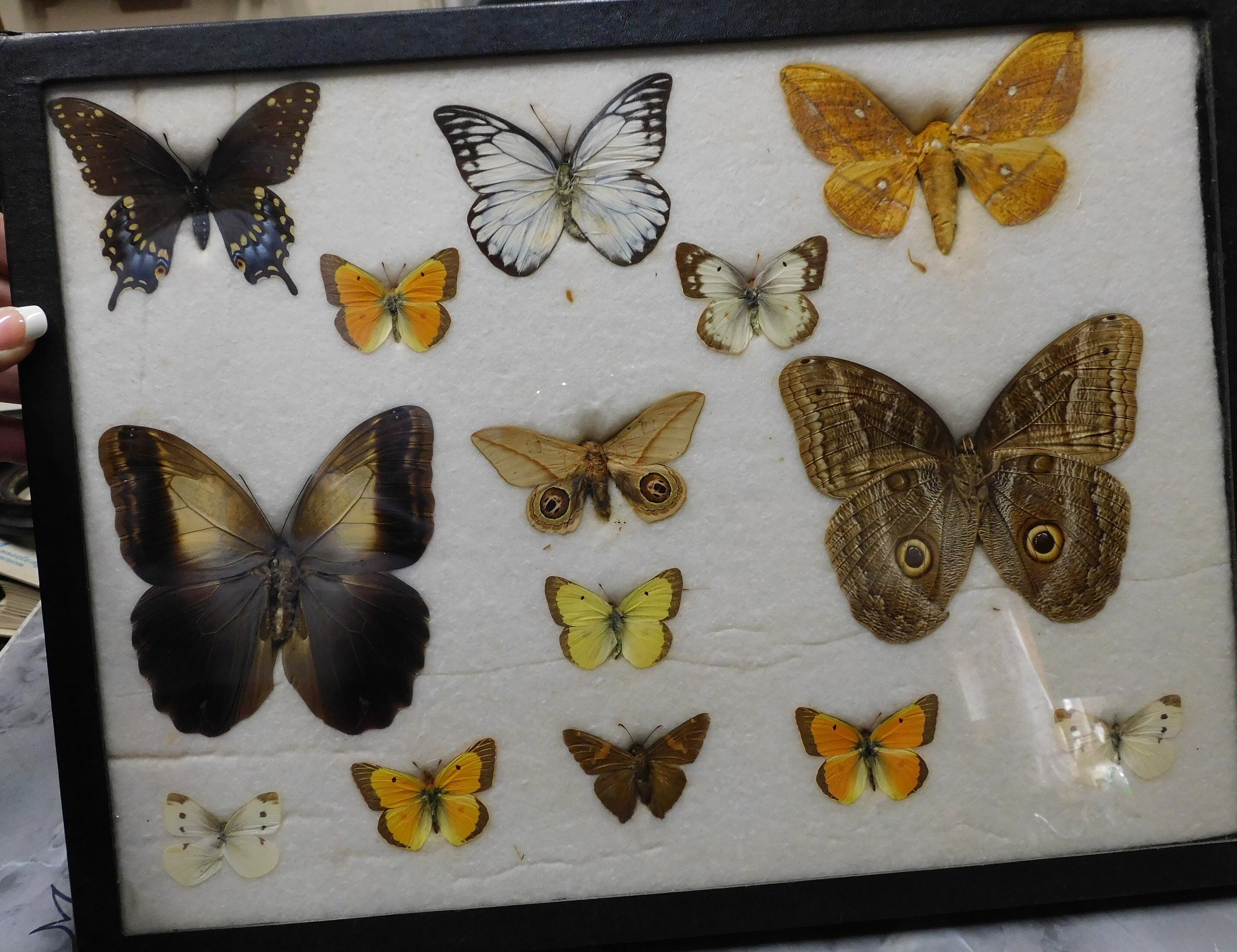 Vintage Preserved Butterflies & Moth Education Material - Etsy