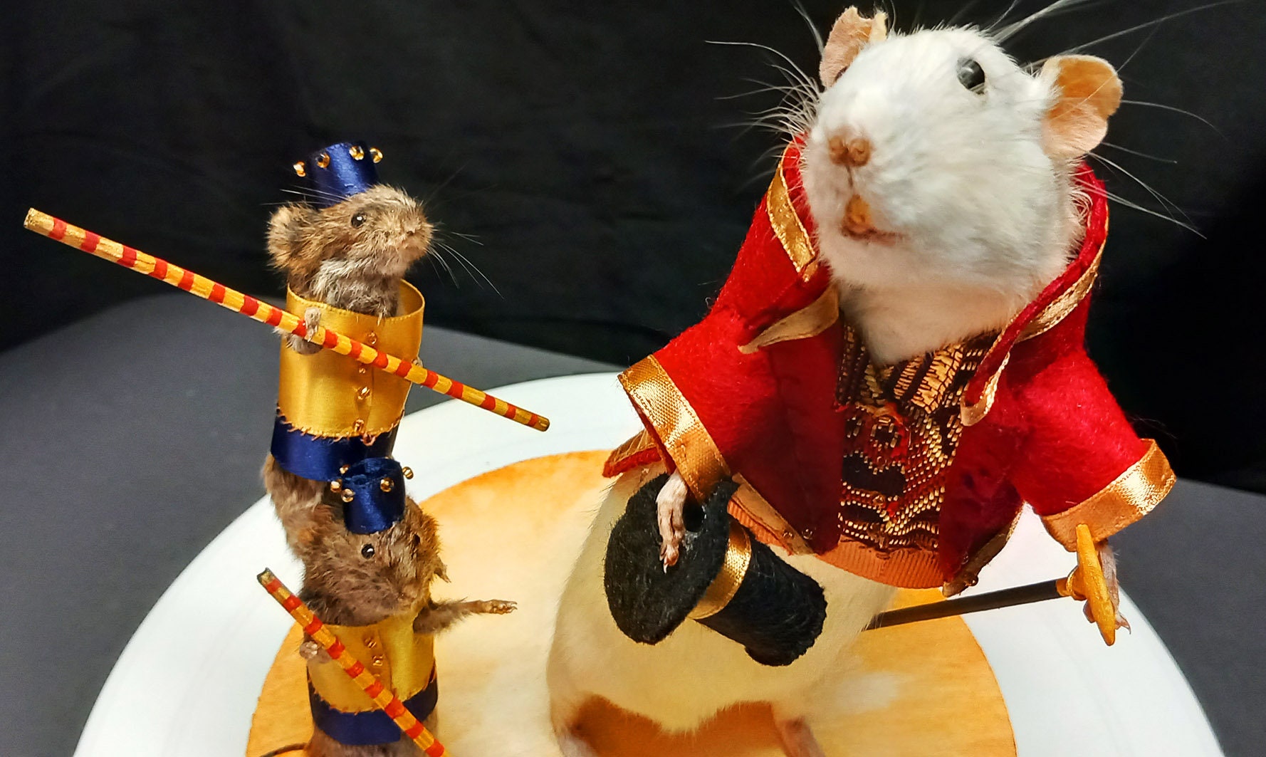 Taxidermy Circus Ring Master Rat With Two Vole Acrobats - Etsy
