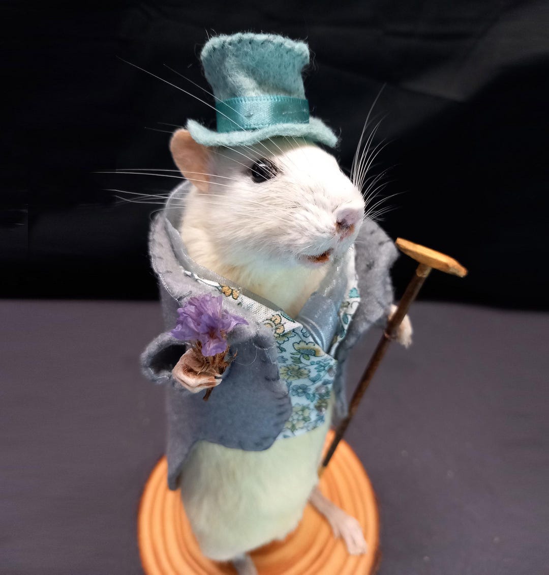 Taxidermy White Rat, Dressed in a Regency Period Waistcoat, Top Hat and ...